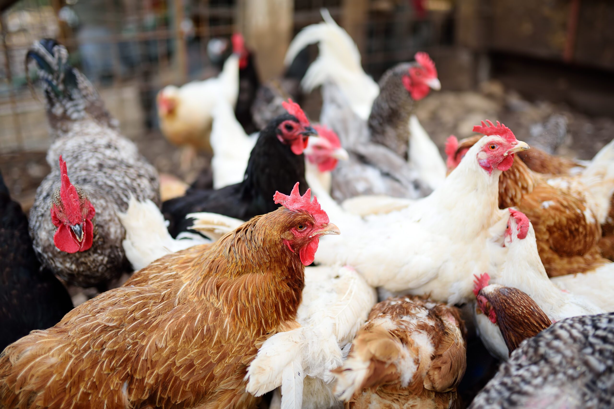 Gripe aviária: OMSA confirma encerramento de caso em granja comercial ...